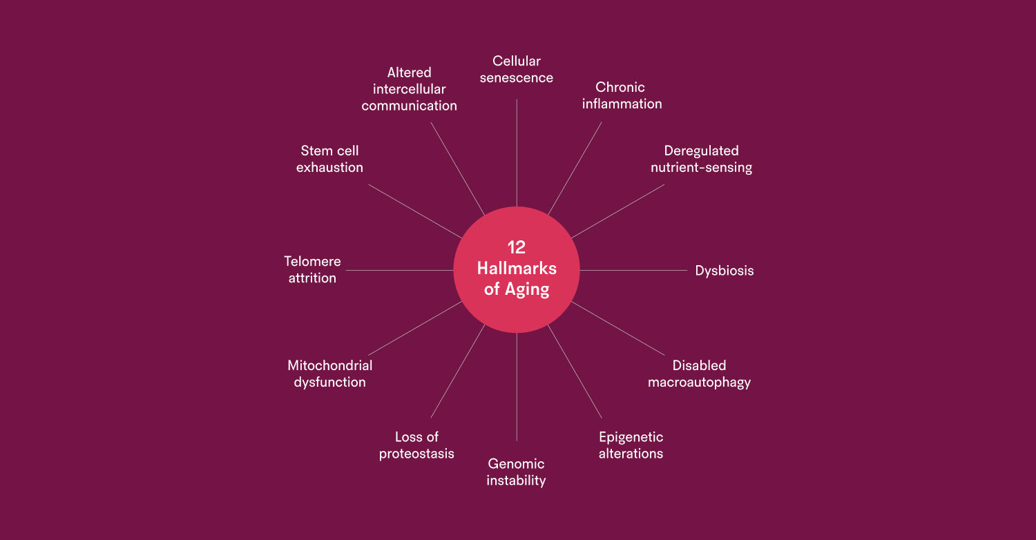 Essential Hallmarks of Aging: Understanding Their Impact on Longevity